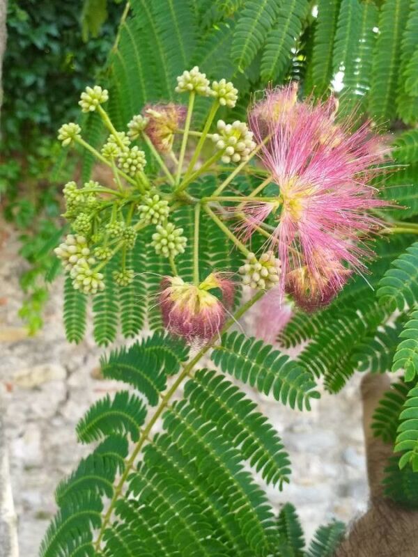 Albizia julibrissin Durazz. – 槿色园林